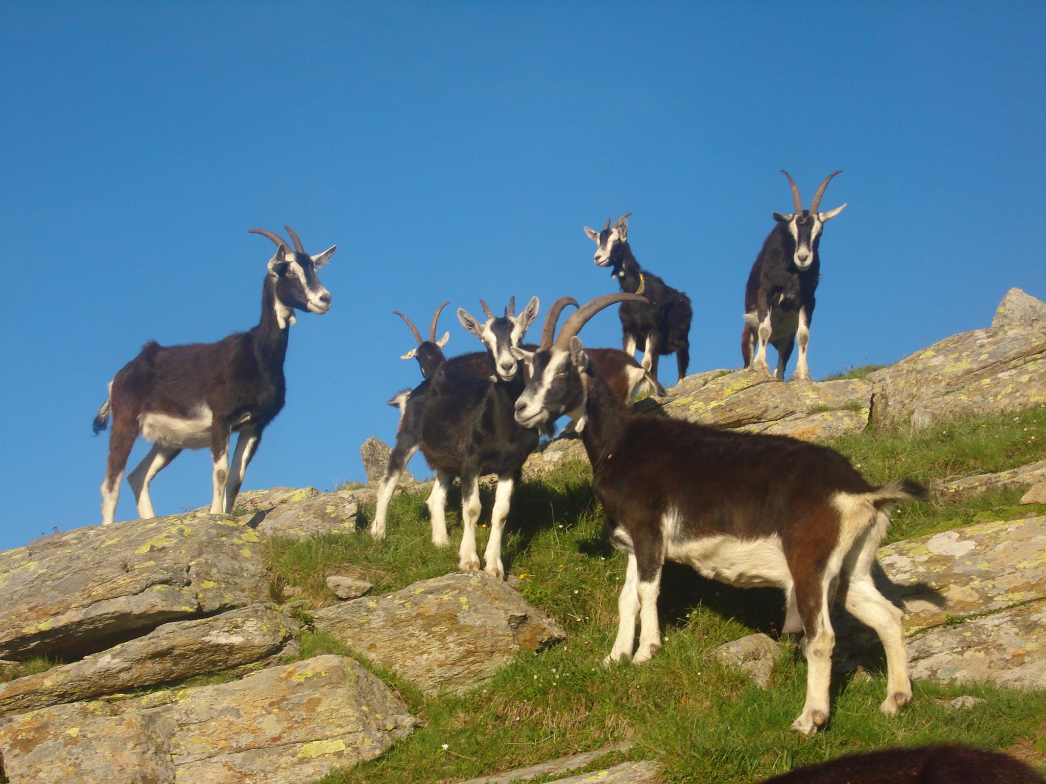 Sondalo, Una domenica con la Frisa - Prima la Valtellina