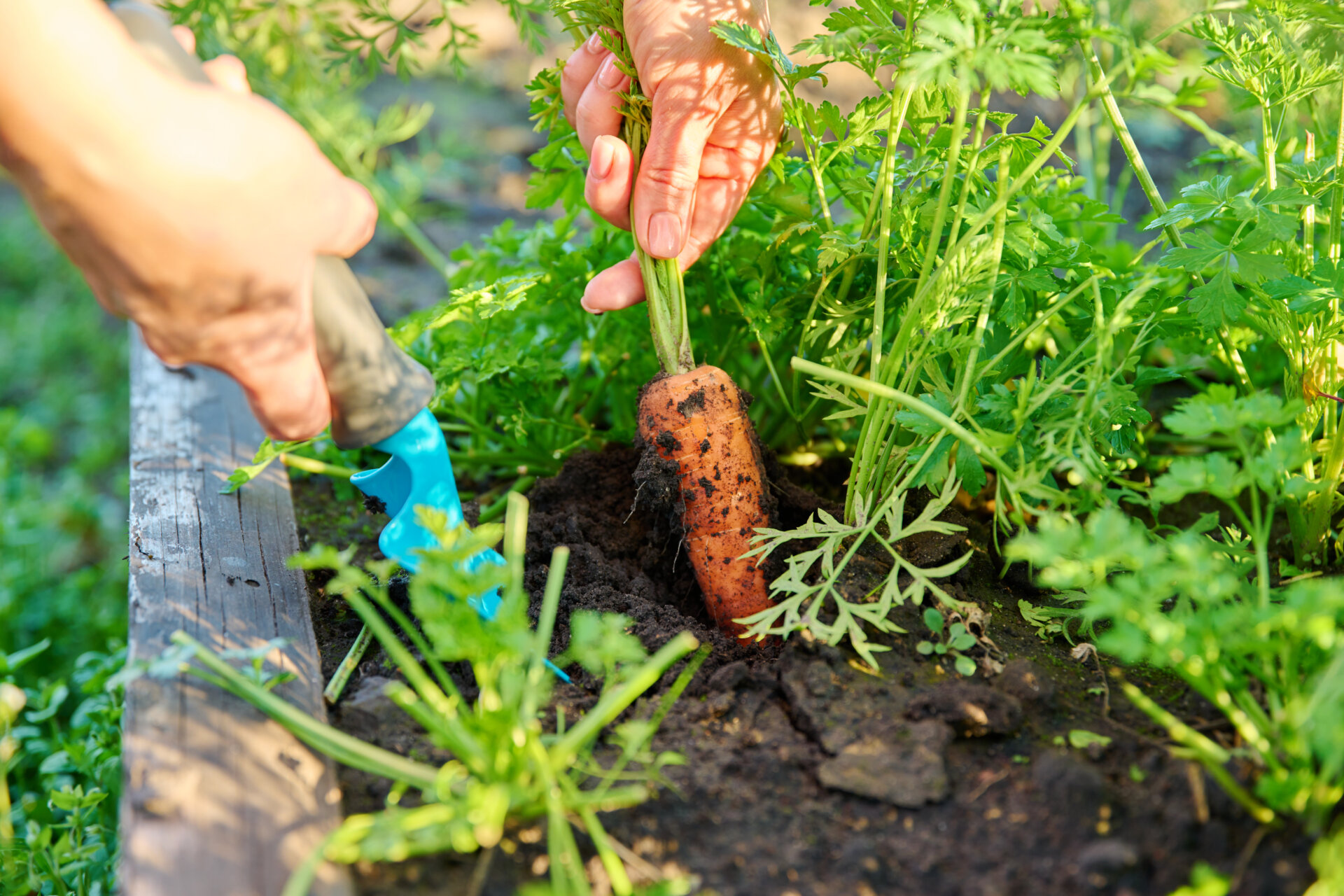 Carota: croccante radice, amata da tutti - Prima la Valtellina